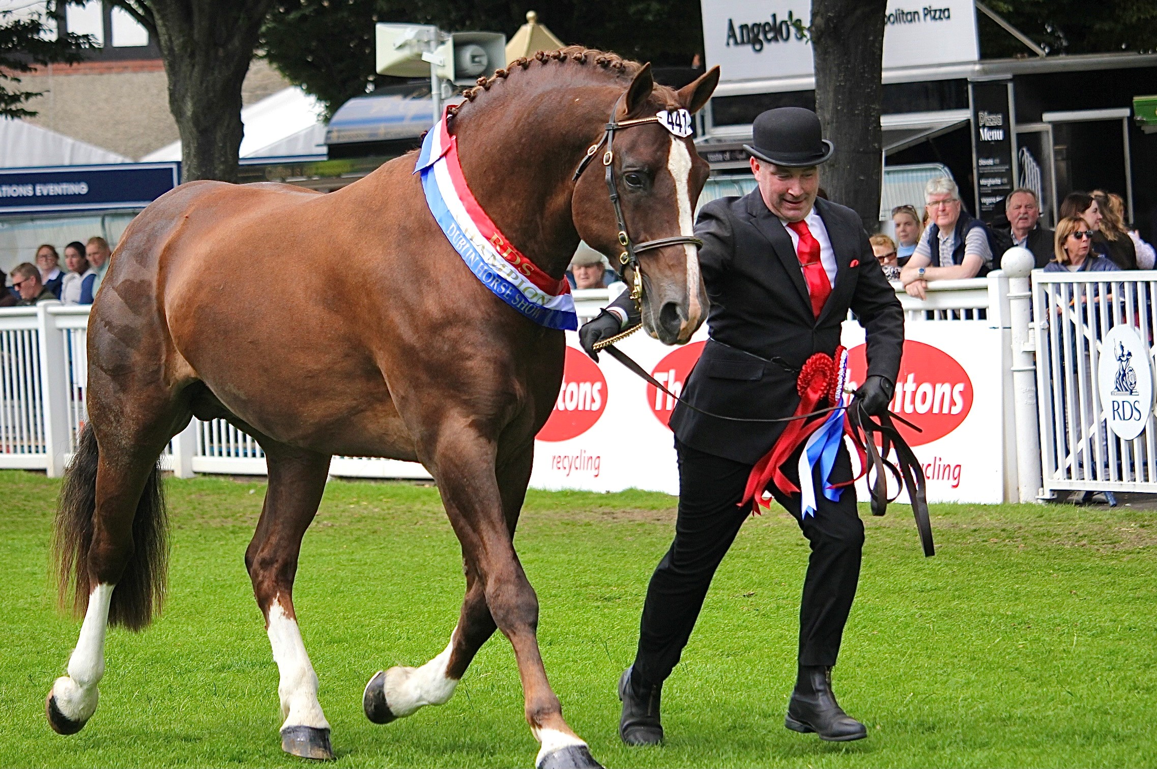 DUBLIN HORSE SHOW – SHOWING CLASSES – NATIVES ON PARADE - Irish Horse ...