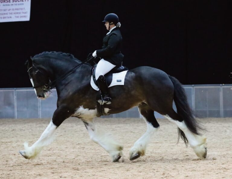 Irish Shire horse - Irish Horse Board Co-Operative Society