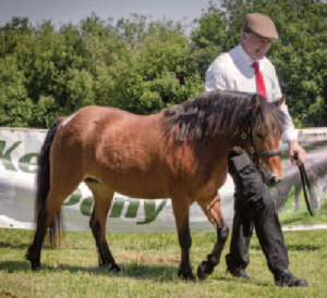 Kerry Bog Pony - Irish Horse Board Co-Operative Society