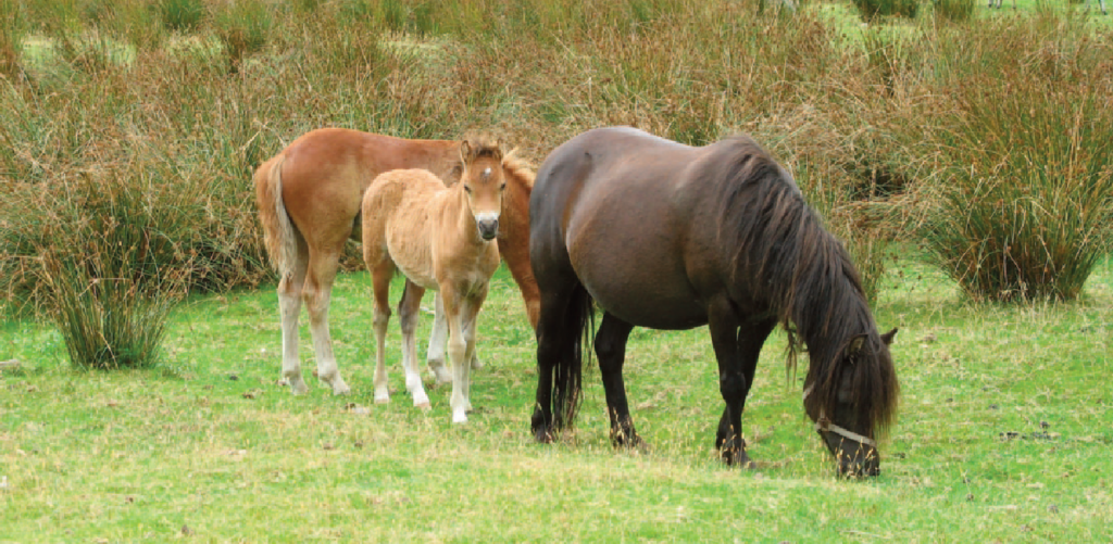 Kerry Bog Pony - Irish Horse Board Co-Operative Society
