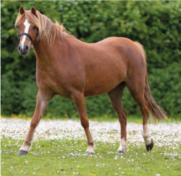 Kerry Bog Pony - Irish Horse Board Co-Operative Society