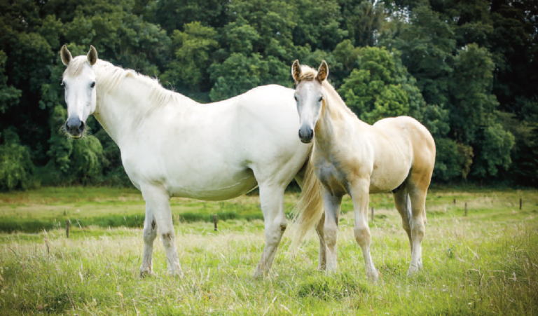 Irish Draught Horse - Irish Horse Board Co-Operative Society
